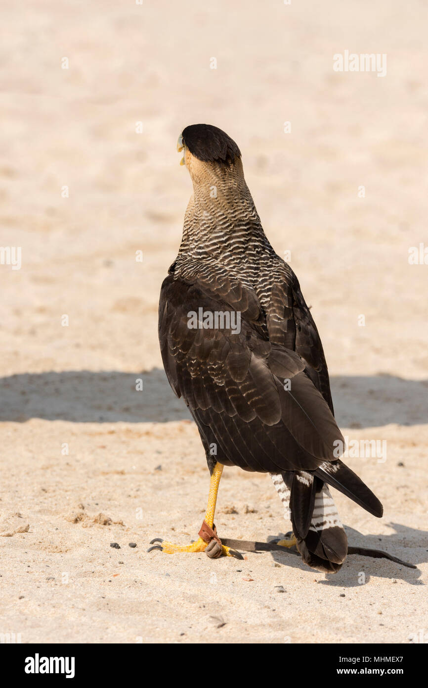 Caracara hawk during a show Stock Photo - Alamy