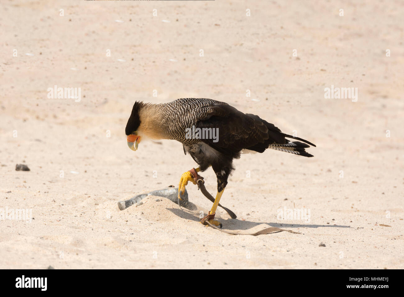 Caracara hawk during a show Stock Photo - Alamy