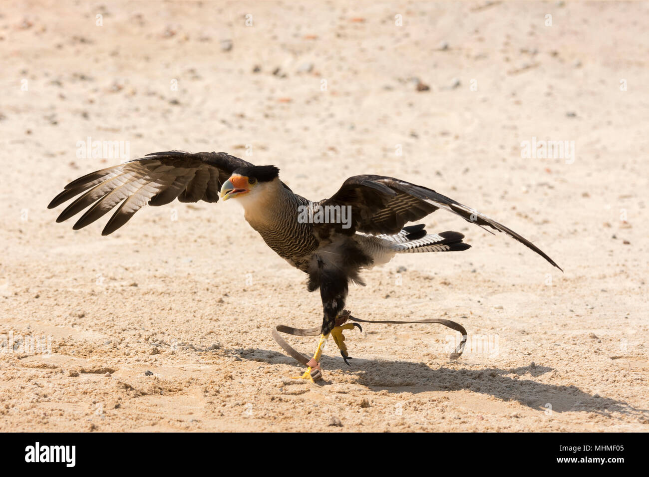 Caracara hawk during a show Stock Photo - Alamy