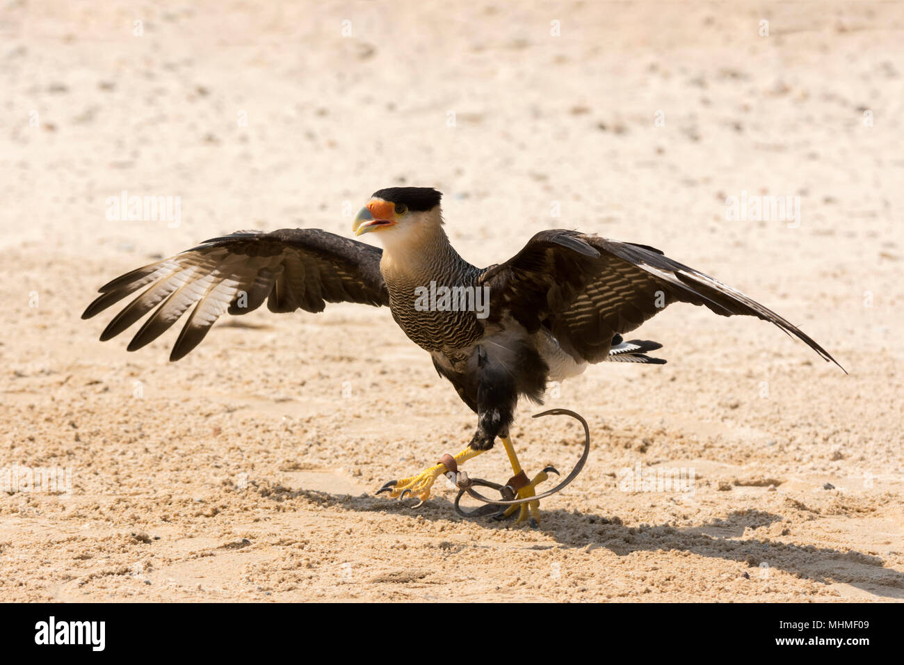 Caracara hawk during a show Stock Photo - Alamy