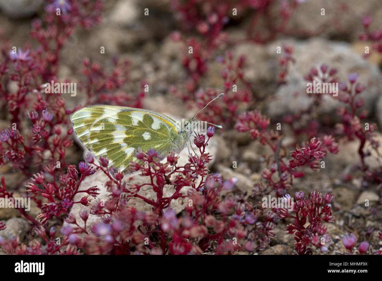 Eastern Bath White (Pontia edusa Stock Photo - Alamy