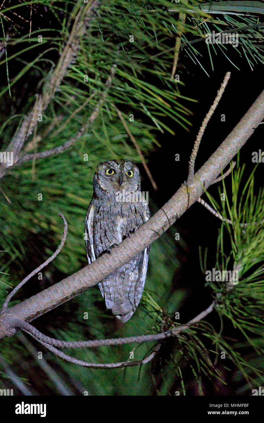 Otus scops hi-res stock photography and images - Alamy