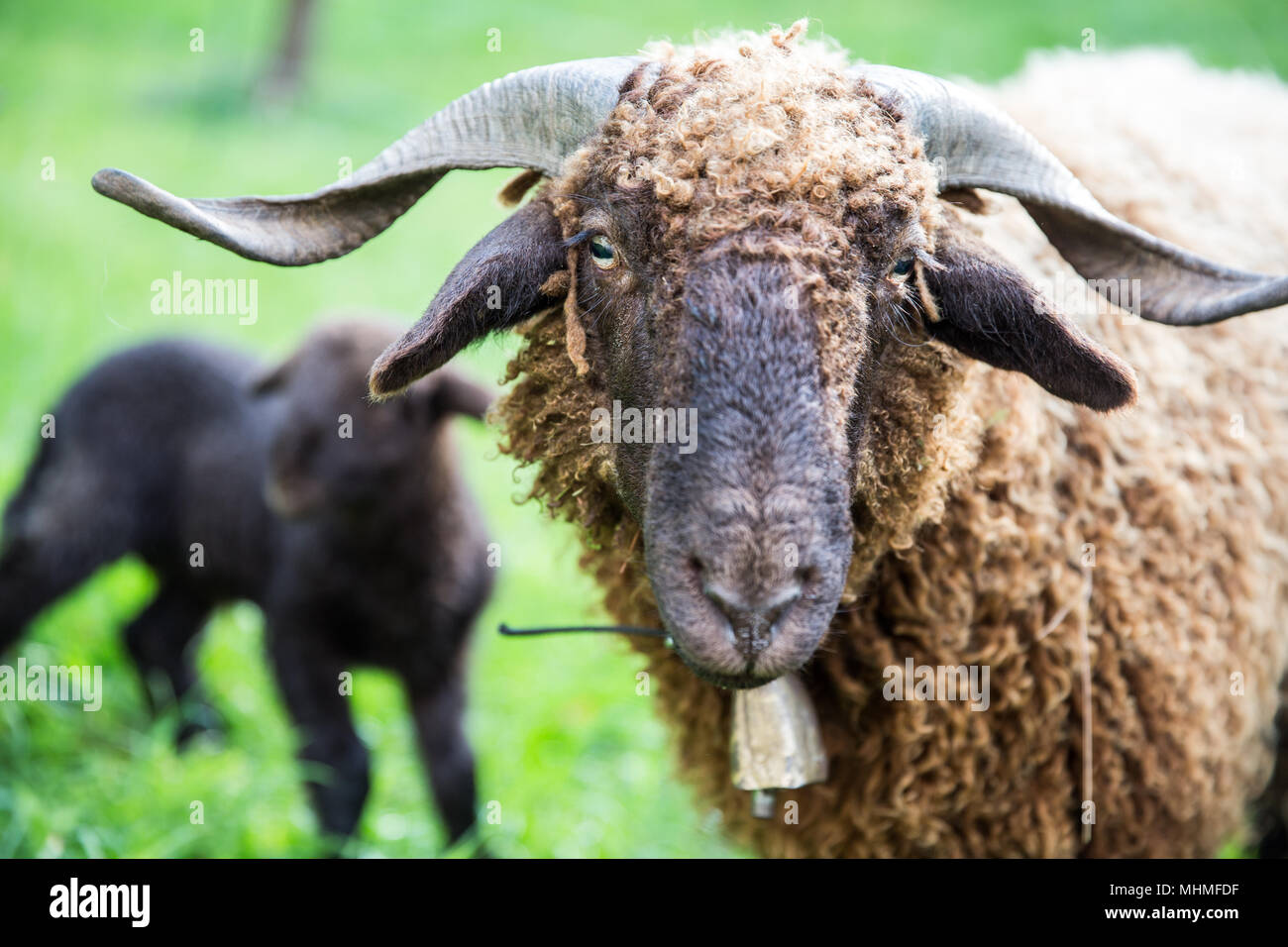 Swiss sheep farm hi-res stock photography and images - Alamy
