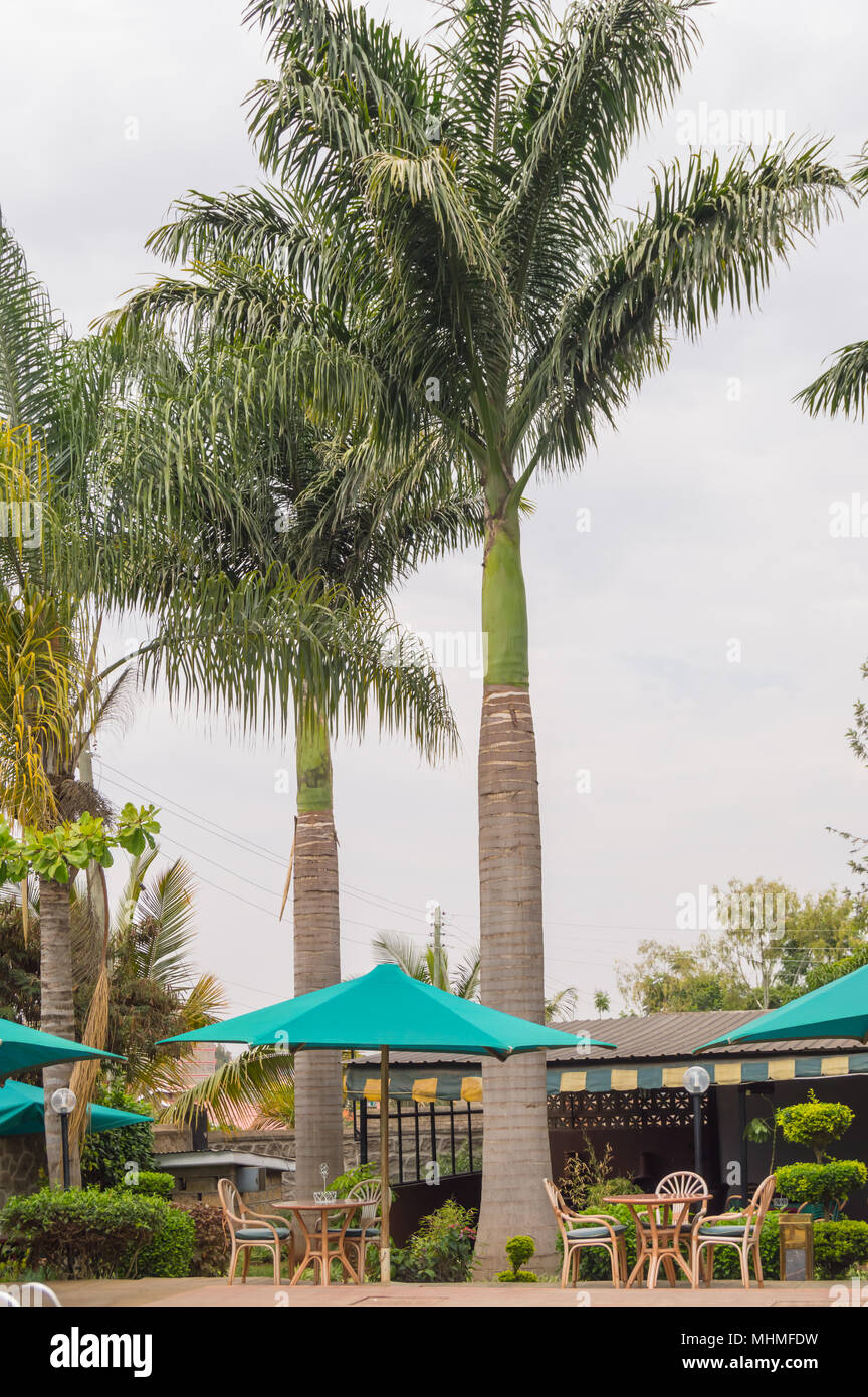 View of two palm trees in a garden in Nairobi city Kenya Stock Photo ...