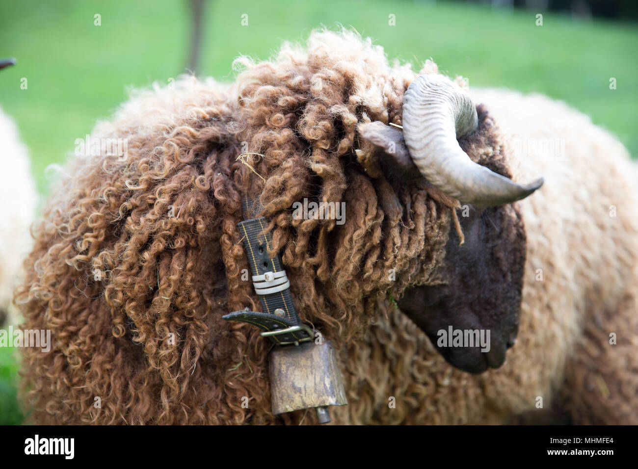 Farm bell hi-res stock photography and images - Alamy