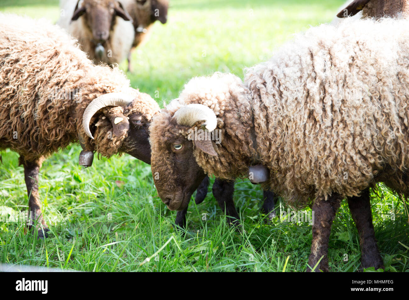 Curly Fur Sheep with Neck Bell in Green Swiss Farm Stock Photo - Alamy
