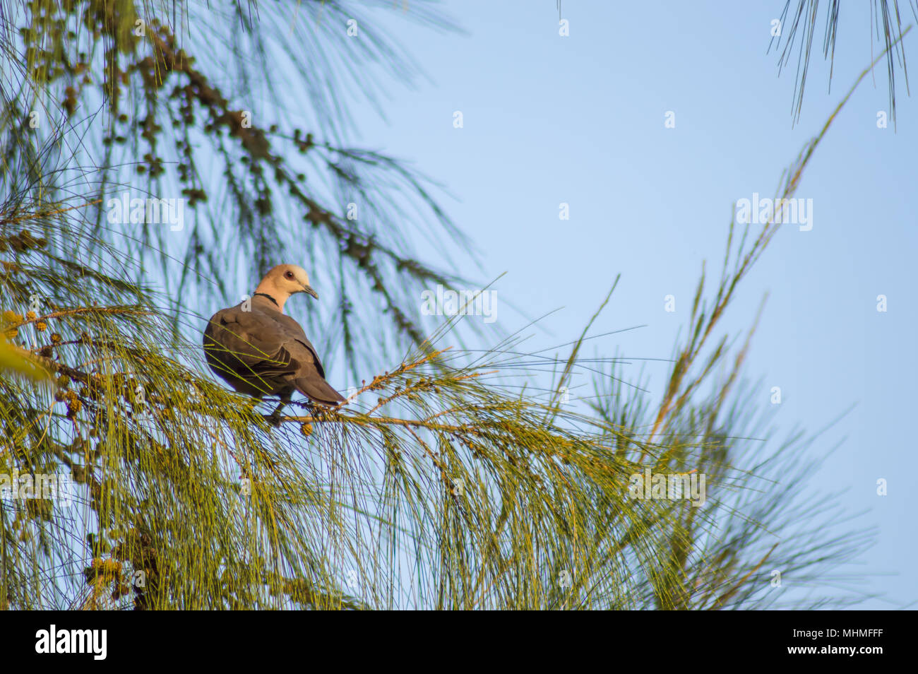 Pigeon with a white head laying on a branch in a garden of Nairobi ...