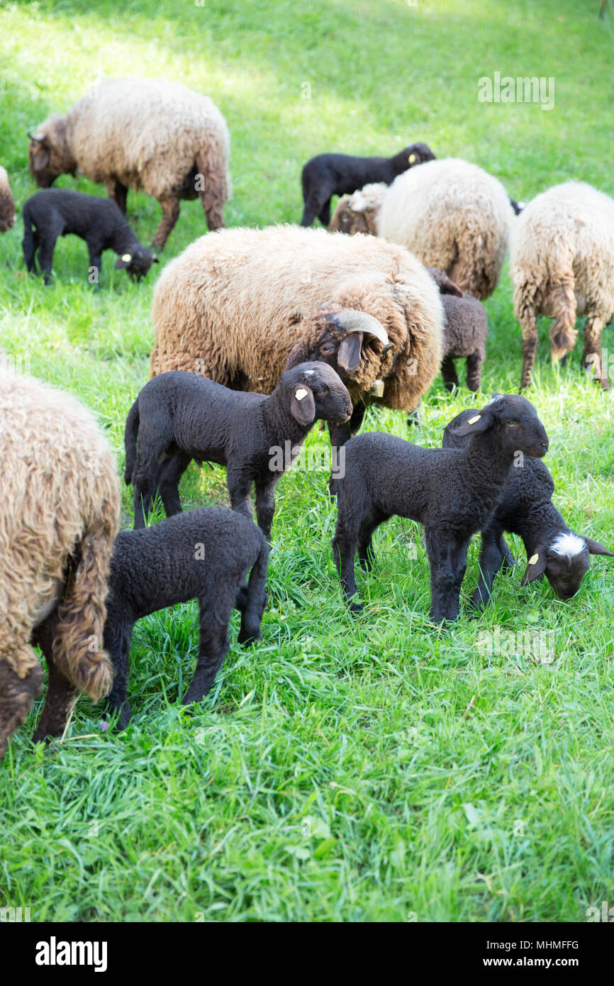 Curly horns sheep hi-res stock photography and images - Alamy