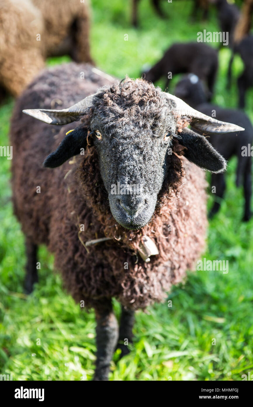 Black Curly Fur Sheep with Neck Bell in Green Swiss Farm Stock Photo ...