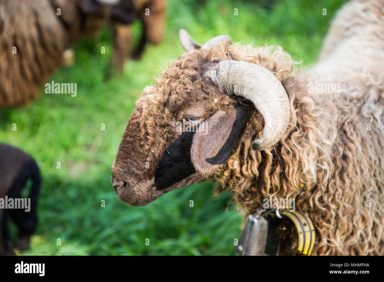 Curly Fur Sheep with Neck Bell in Green Swiss Farm Stock Photo - Alamy