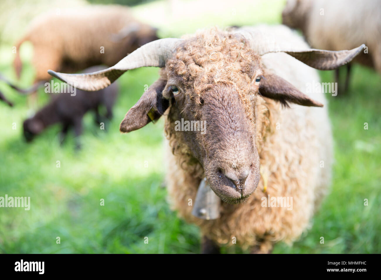 Sheep neck hi-res stock photography and images - Alamy