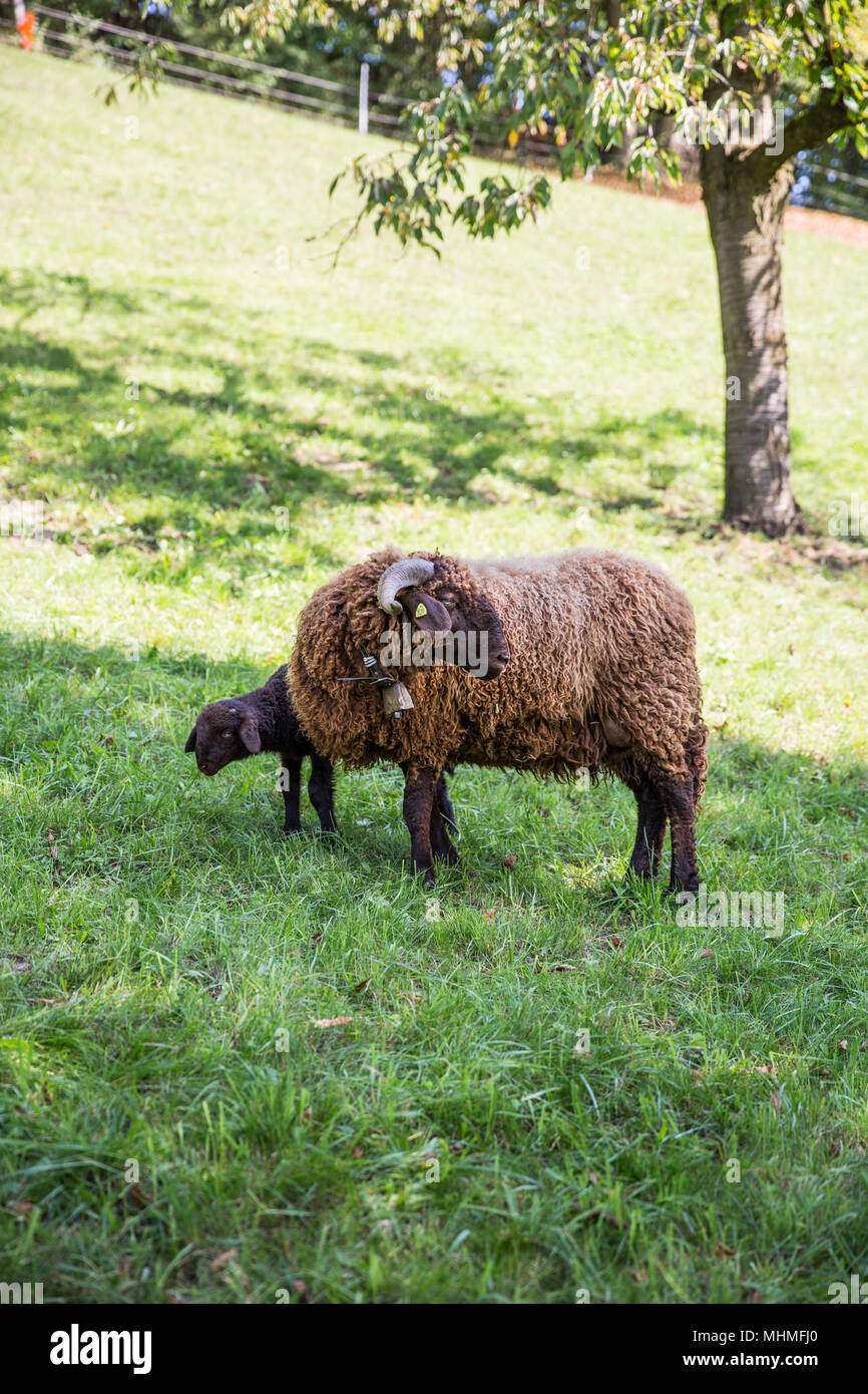 Black Curly Fur Sheep with Neck Bell in Green Swiss Farm Stock Photo ...