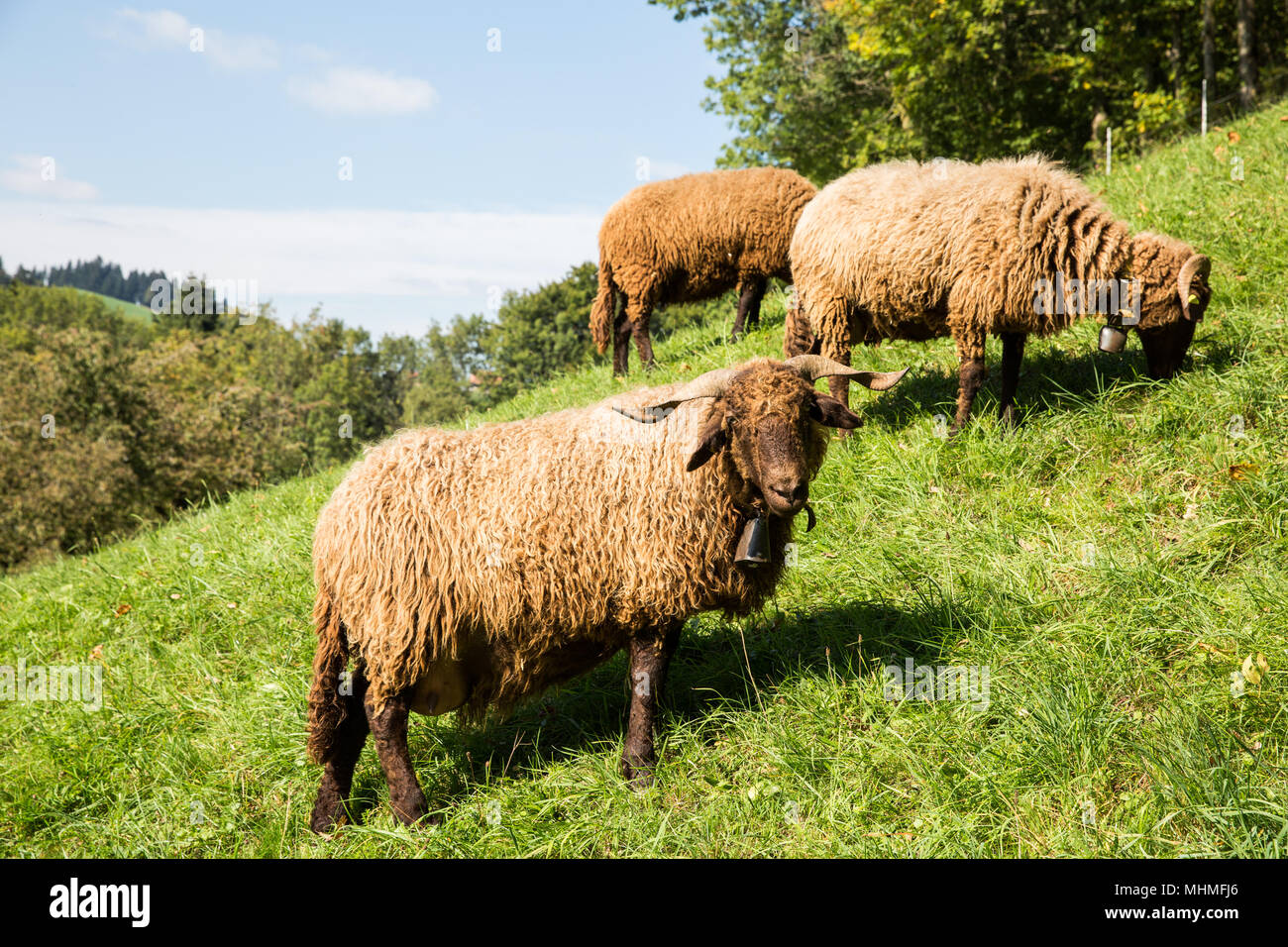 Sheep bell on sheep hi-res stock photography and images - Alamy