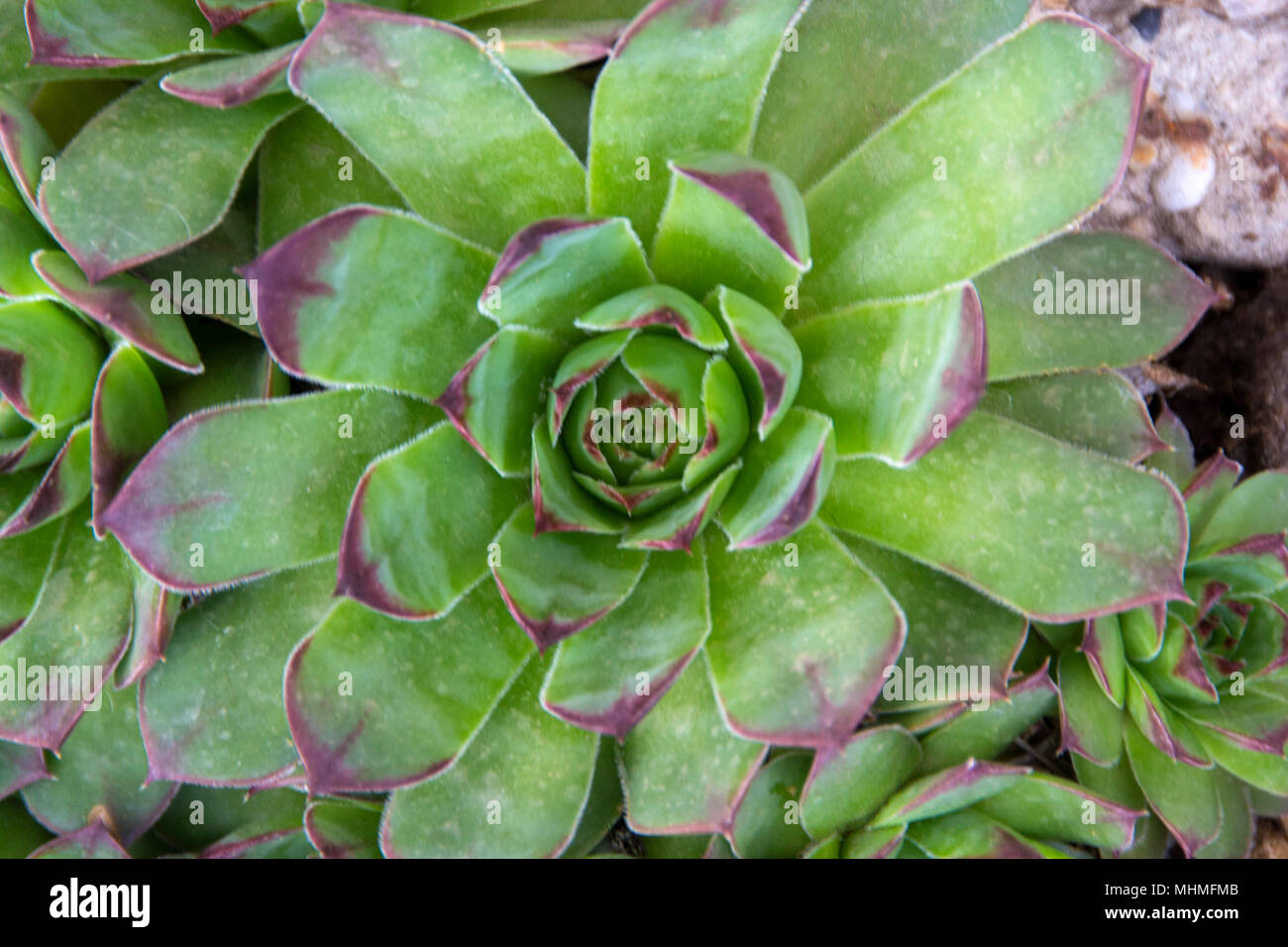 Native to the mountains of southern europe hi-res stock photography and ...