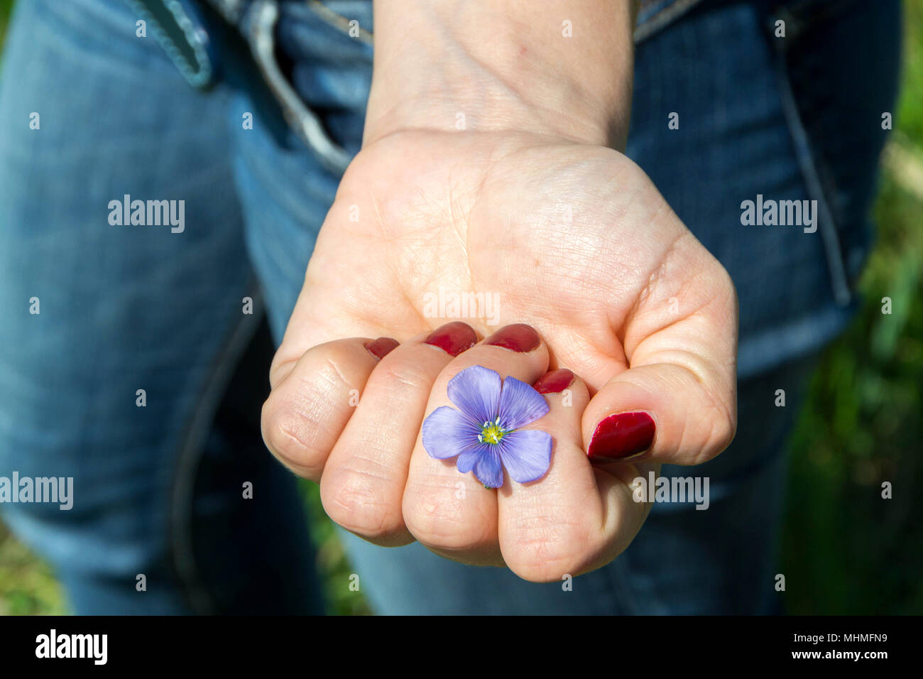 Hand picked meadow flower bouquet hi-res stock photography and images ...