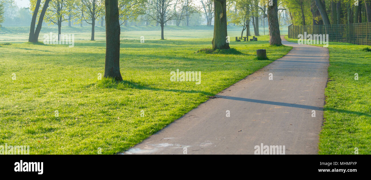 trees trunks green urban park at morning Stock Photo - Alamy