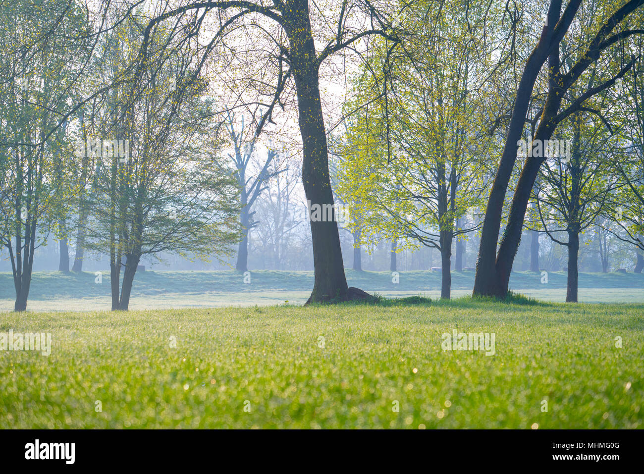 green park at morning, urban park with landscaped grass Stock Photo - Alamy