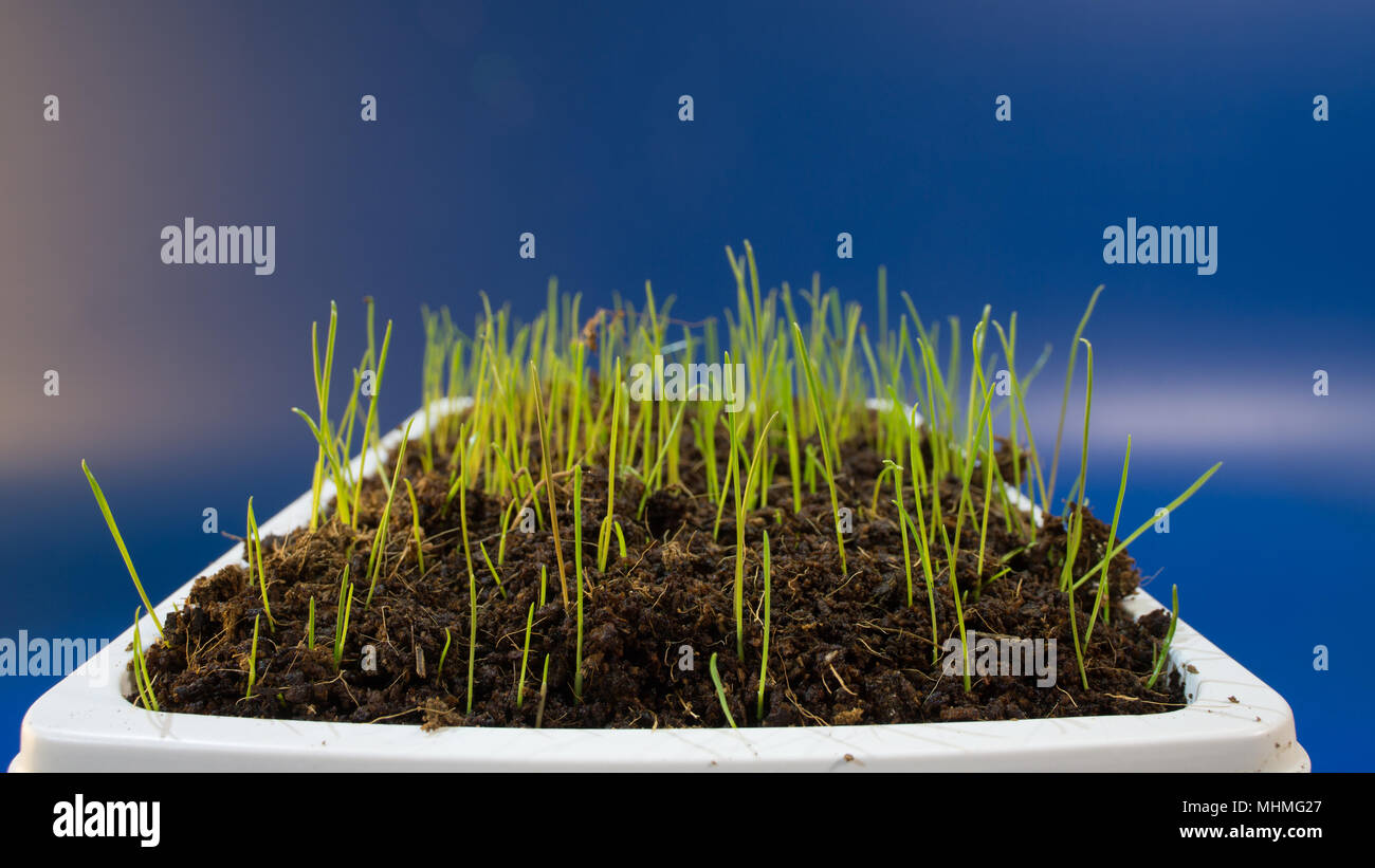 Grass seed pod hi-res stock photography and images - Alamy