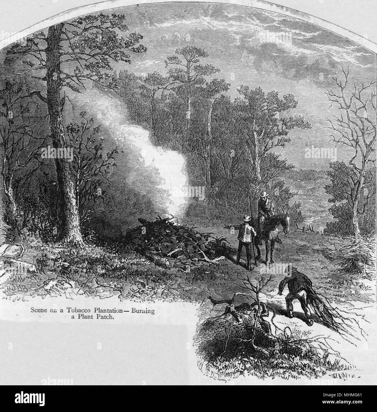 Tobacco Plantation Virginia High Resolution Stock Photography and ...