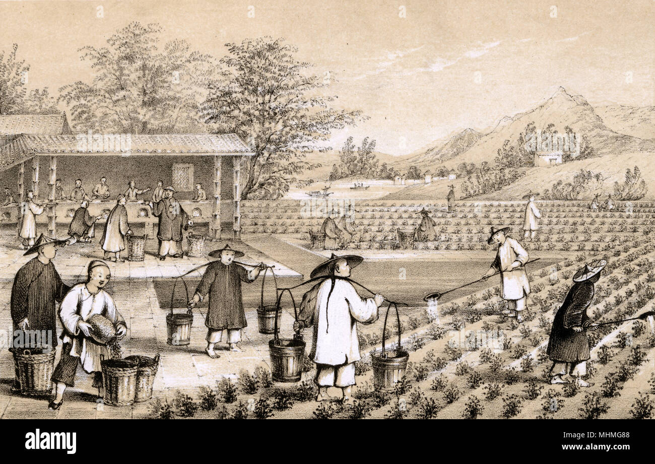 Chinese tea industry Stock Photo - Alamy