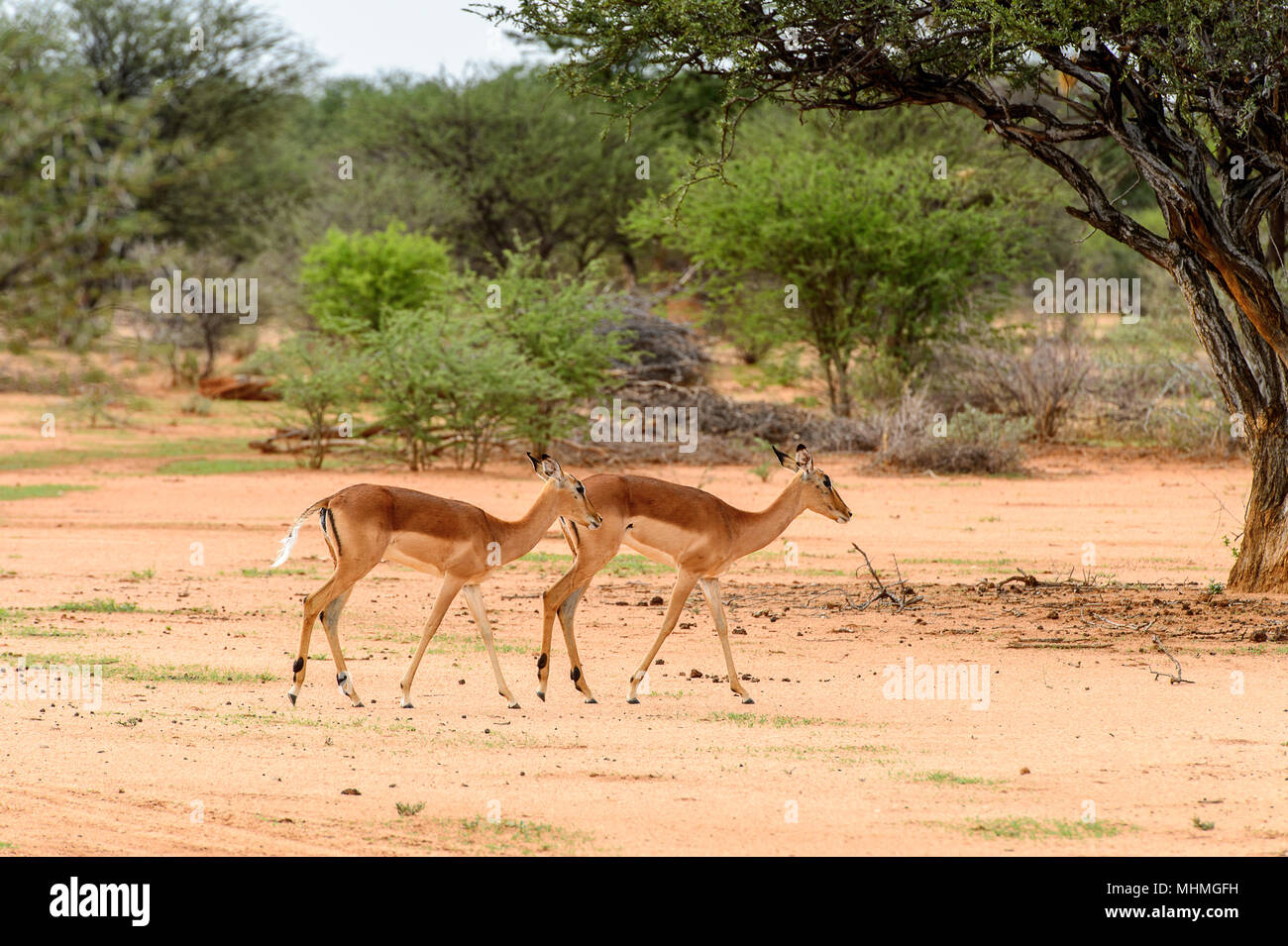 Couple of antelopes walk over savanna Stock Photo - Alamy
