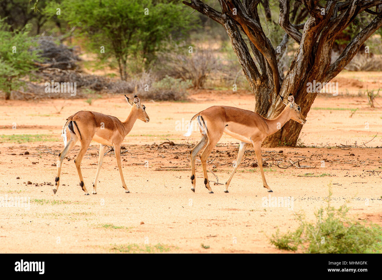 Couple of antelopes walk over savanna Stock Photo - Alamy