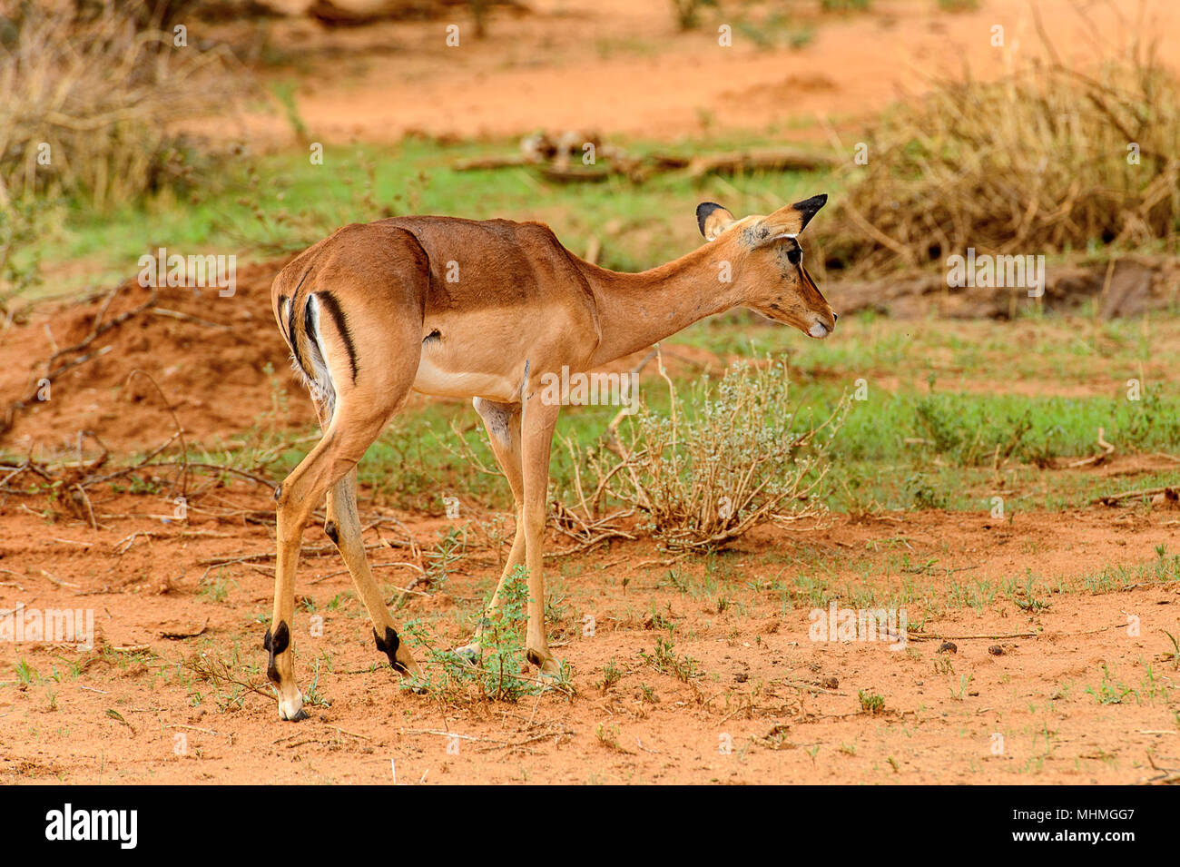 Couple of antelopes walk over savanna Stock Photo - Alamy