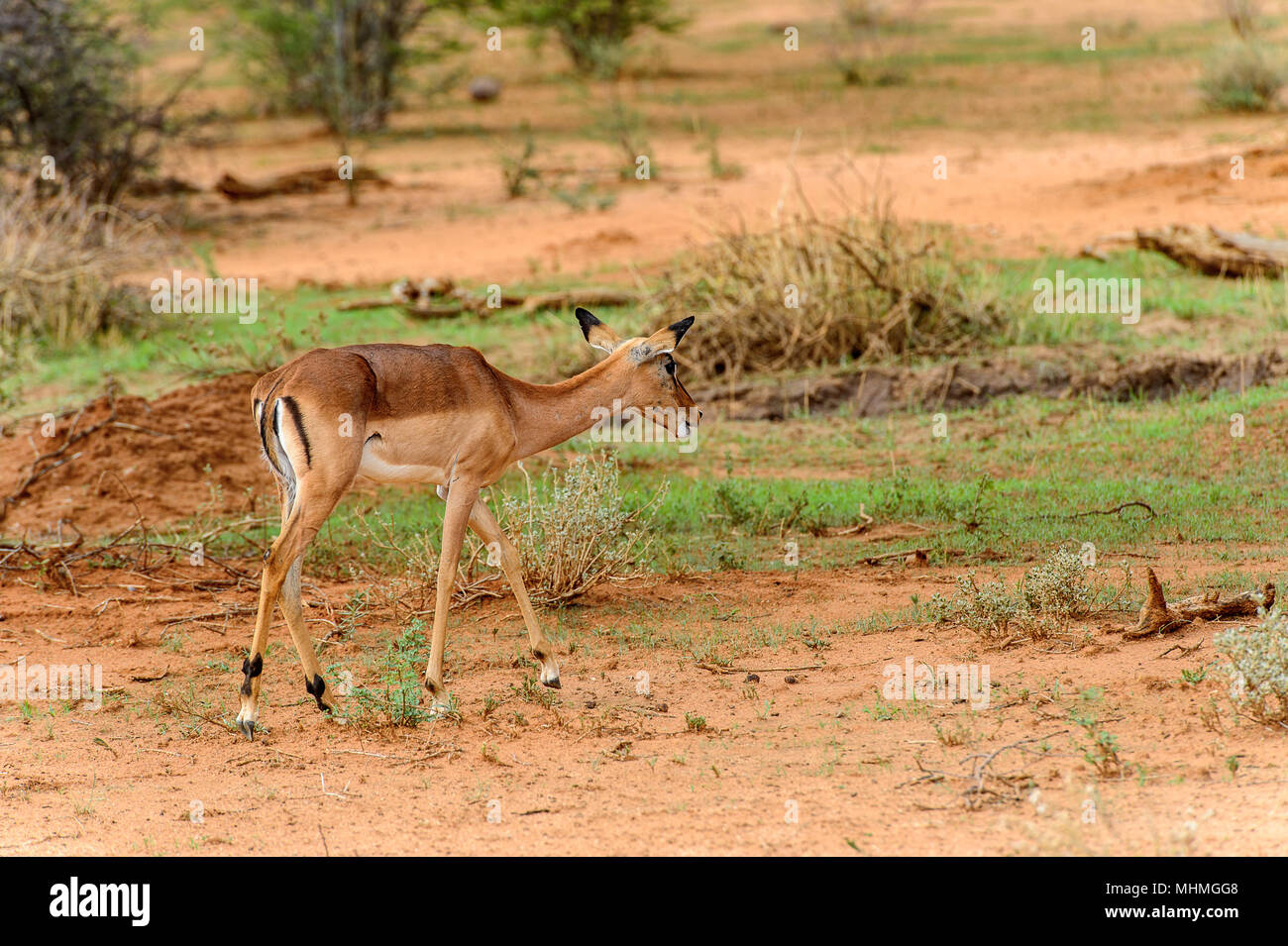 Couple of antelopes walk over savanna Stock Photo - Alamy