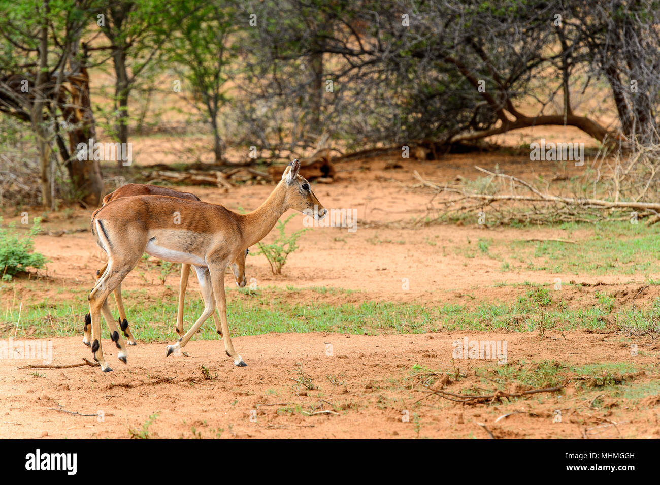 Couple of antelopes walk over savanna Stock Photo - Alamy