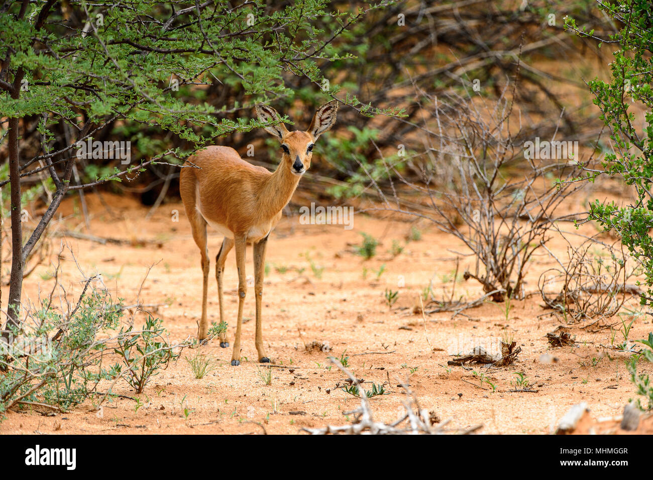 Couple of antelopes walk over savanna Stock Photo - Alamy