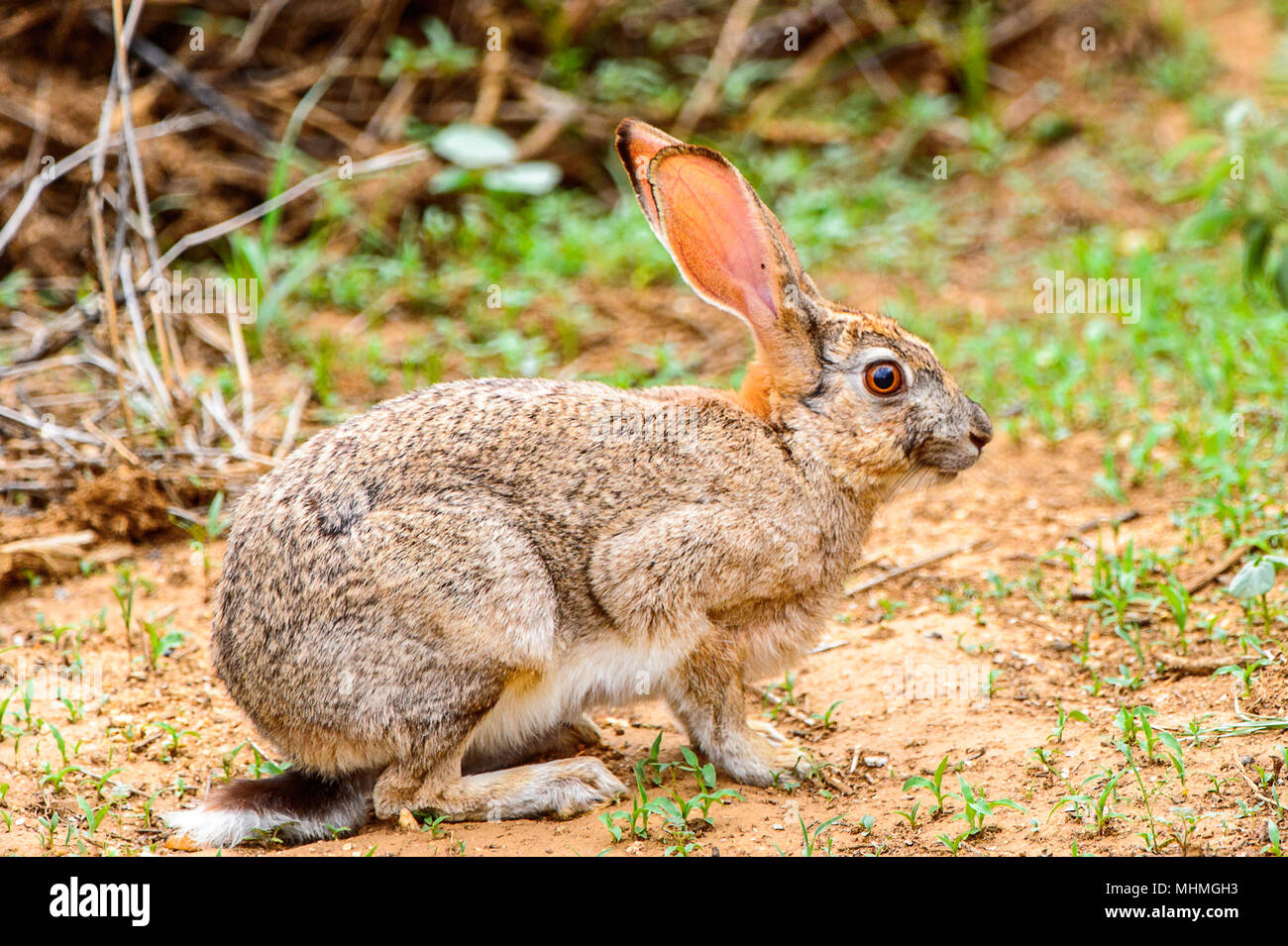 Hare Scratching High Resolution Stock Photography and Images - Alamy