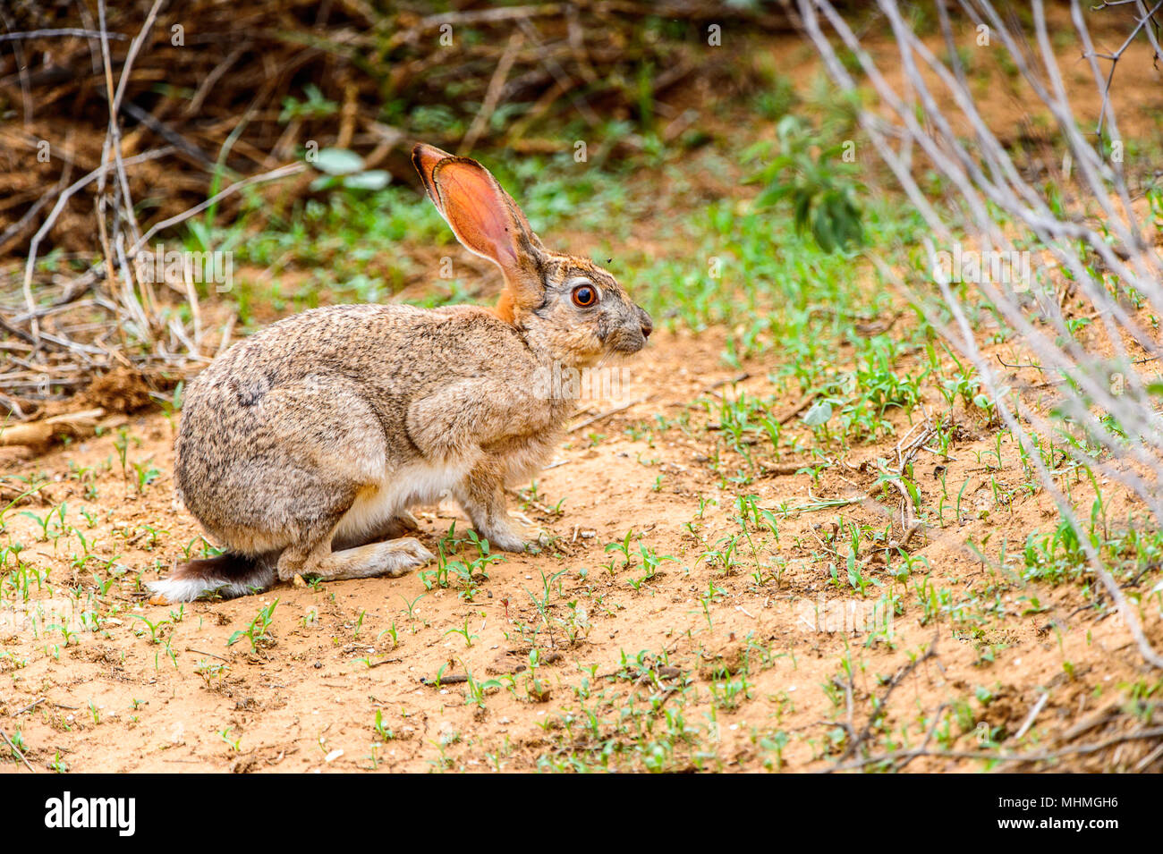 Hare scratching hi-res stock photography and images - Alamy