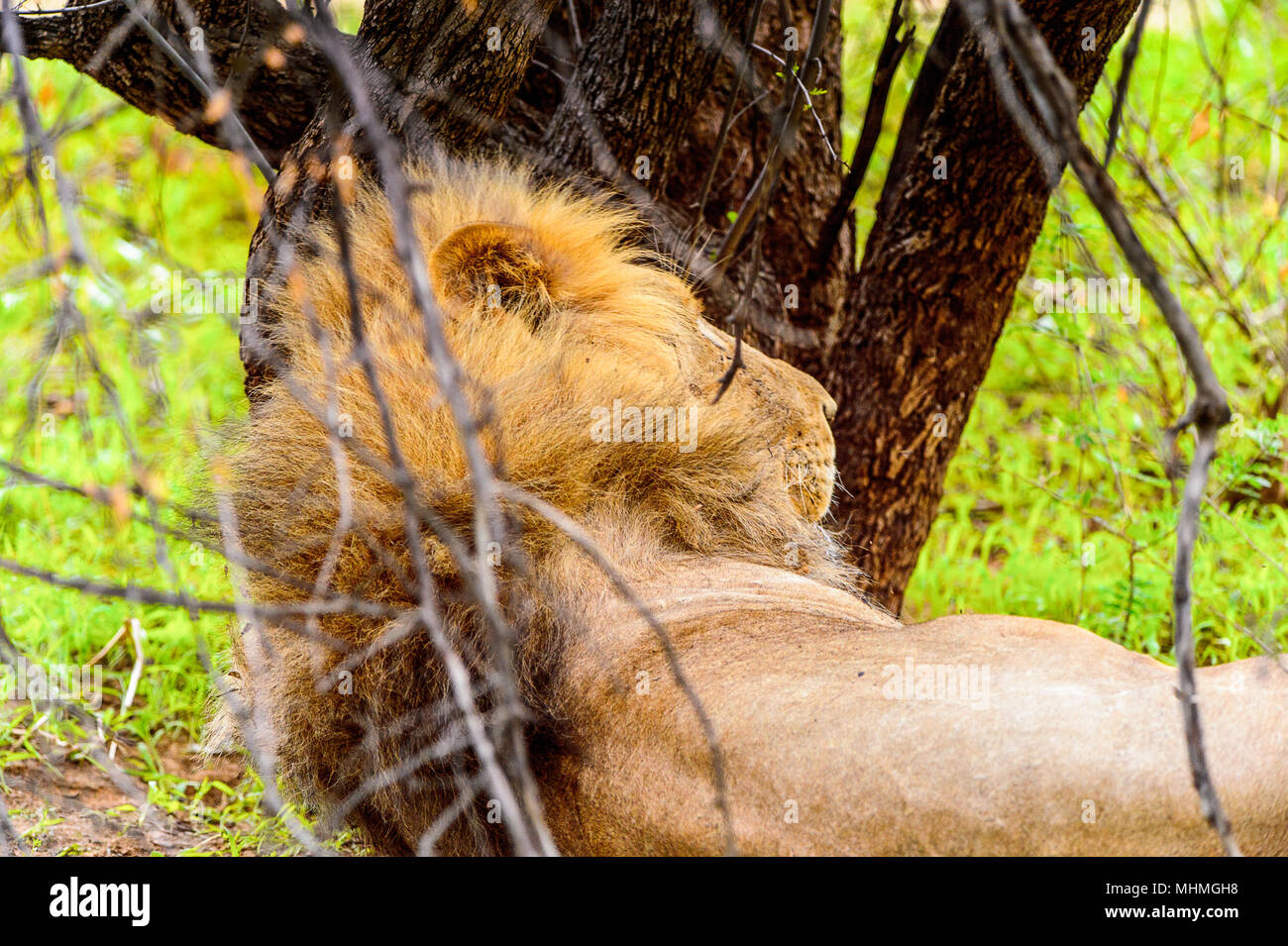 Lonely Lion High Resolution Stock Photography and Images - Alamy