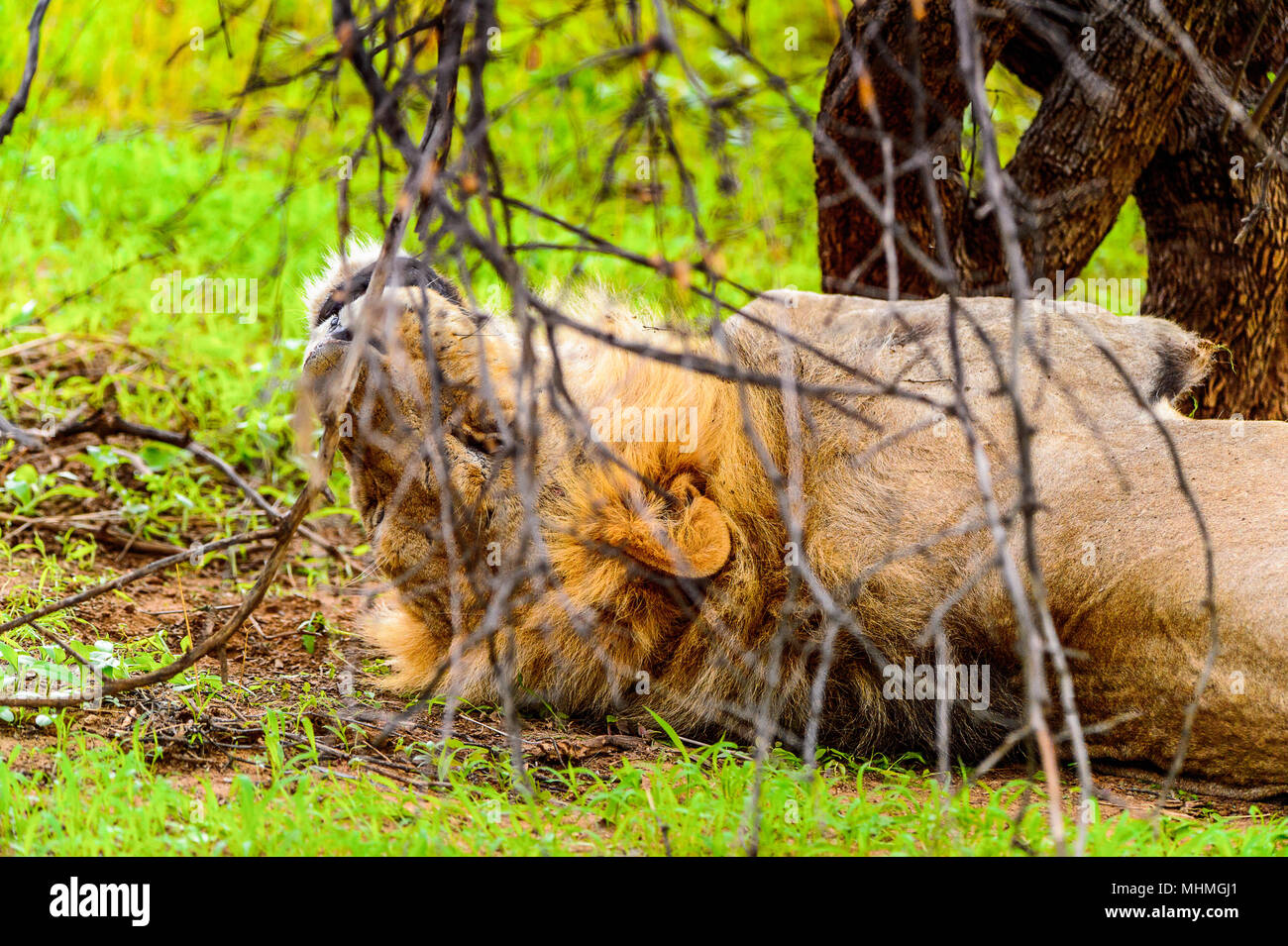 Lonely lion lays on the grass under a tree Stock Photo - Alamy