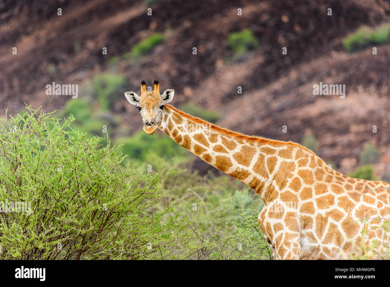 Erindi National Park High Resolution Stock Photography and Images - Alamy