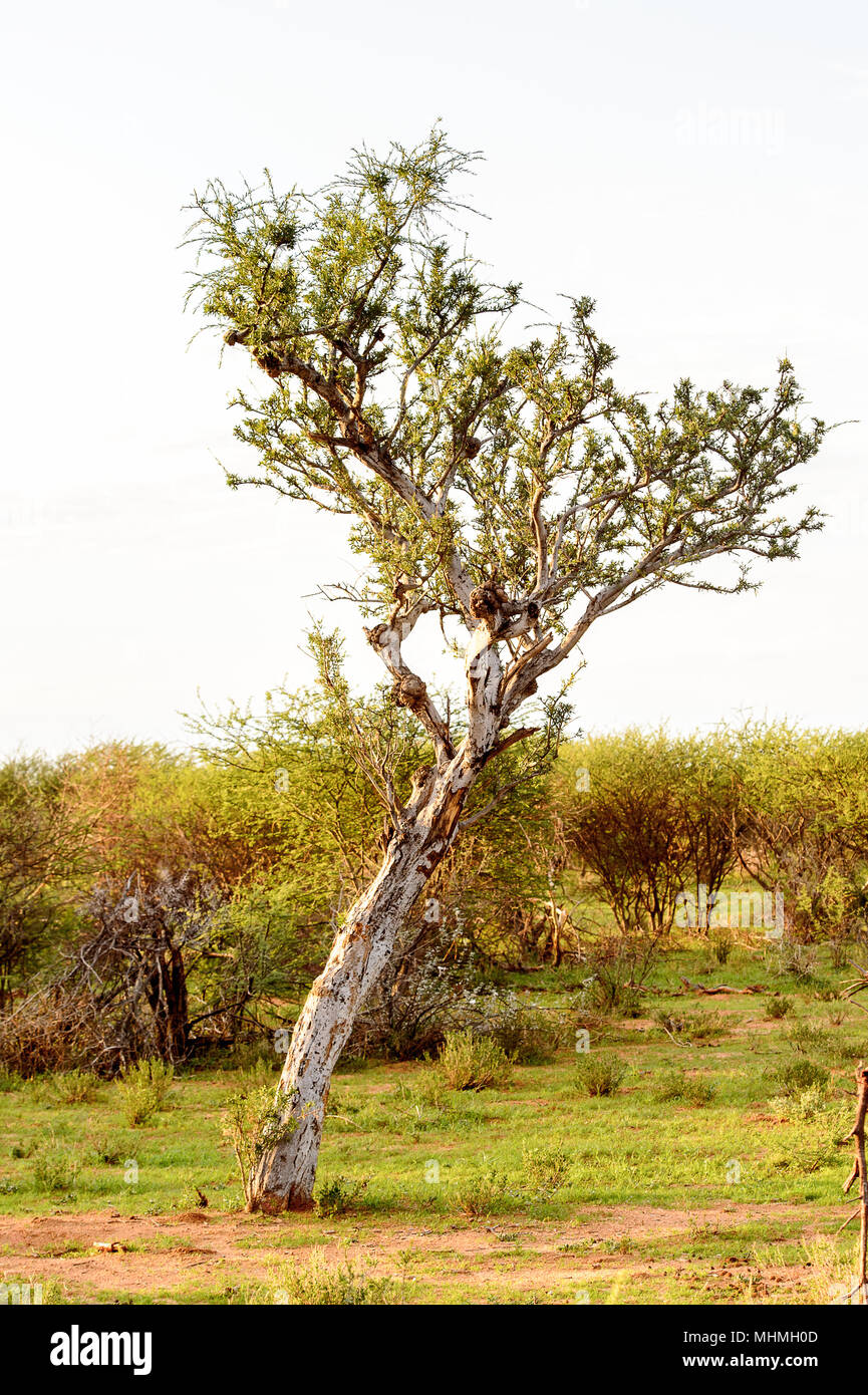 Erindi private game reserve hi-res stock photography and images - Alamy