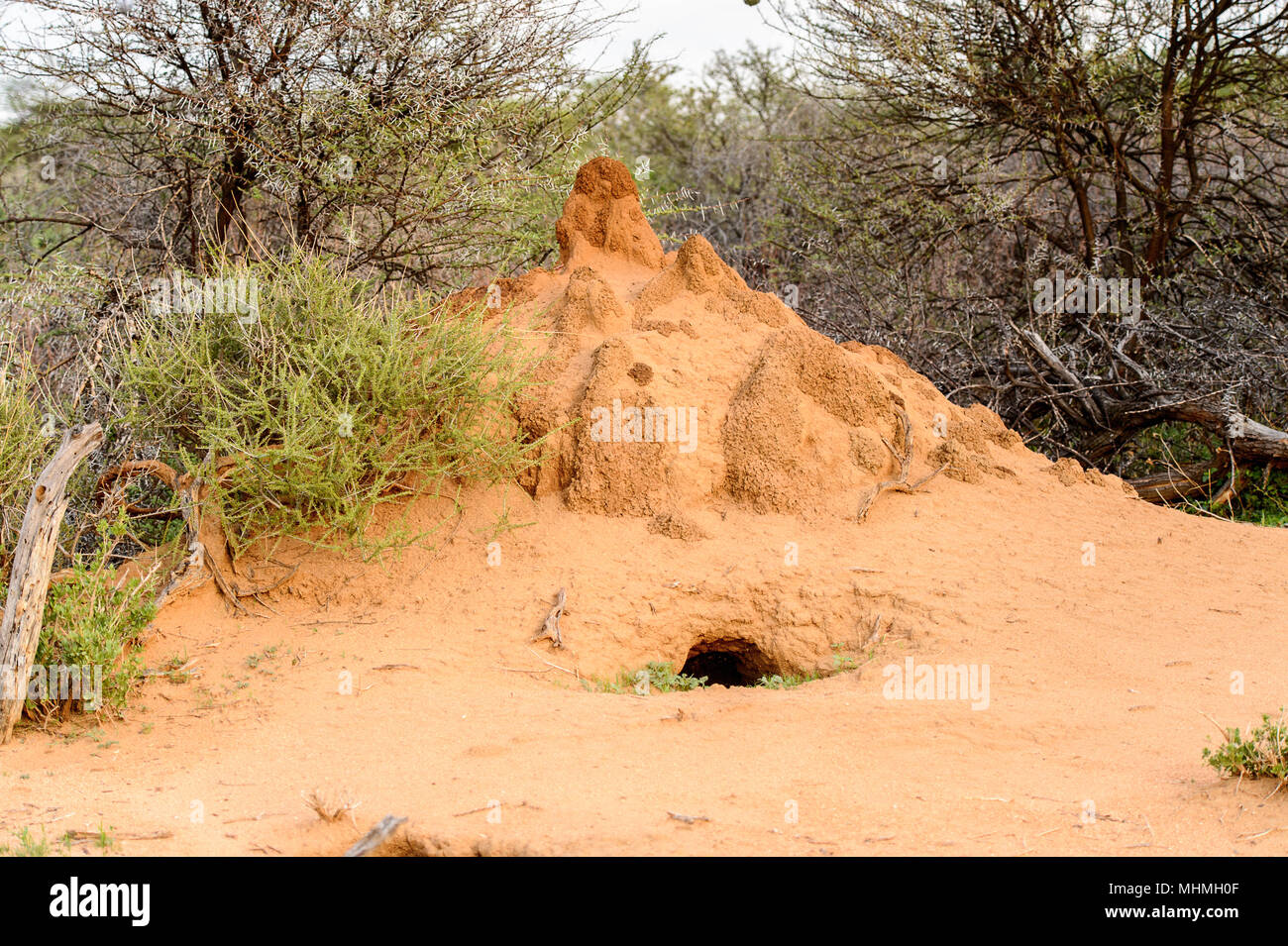 Nature of the Erindi Private Game Reserve, Namibia Stock Photo - Alamy
