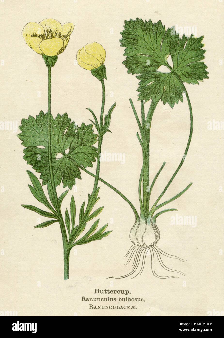Buttercup ranunculus bulbosus hi-res stock photography and images - Alamy
