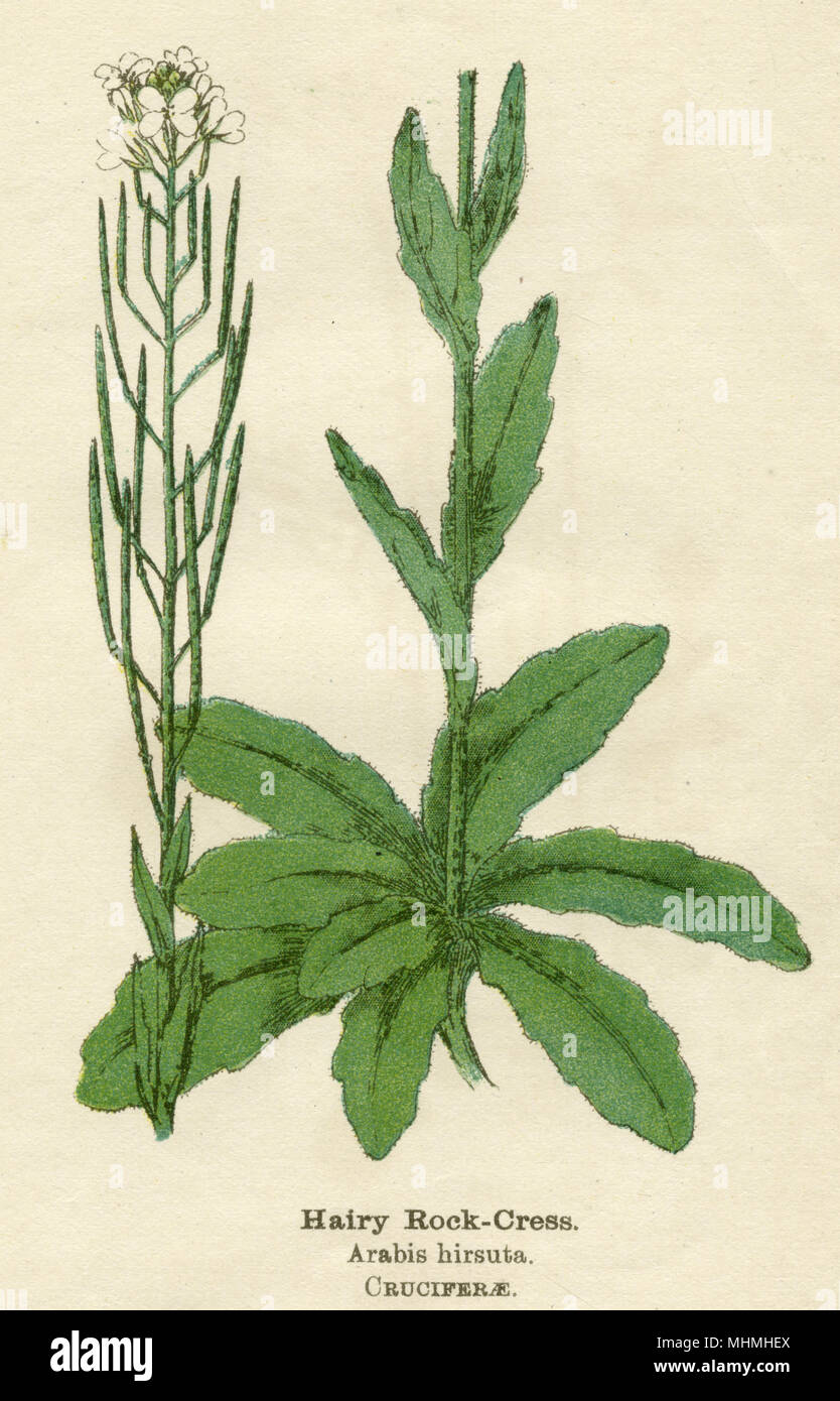 Arabis hirsuta hi-res stock photography and images - Alamy