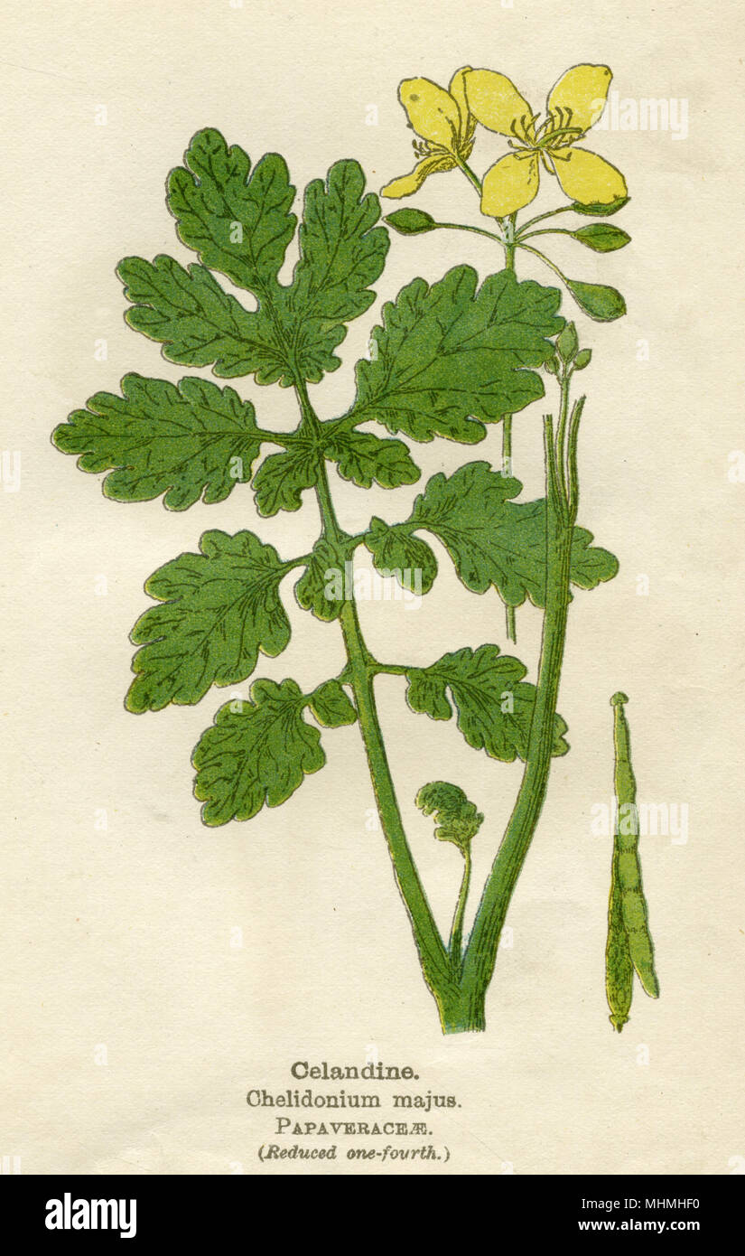 Chelidonium hi-res stock photography and images - Alamy