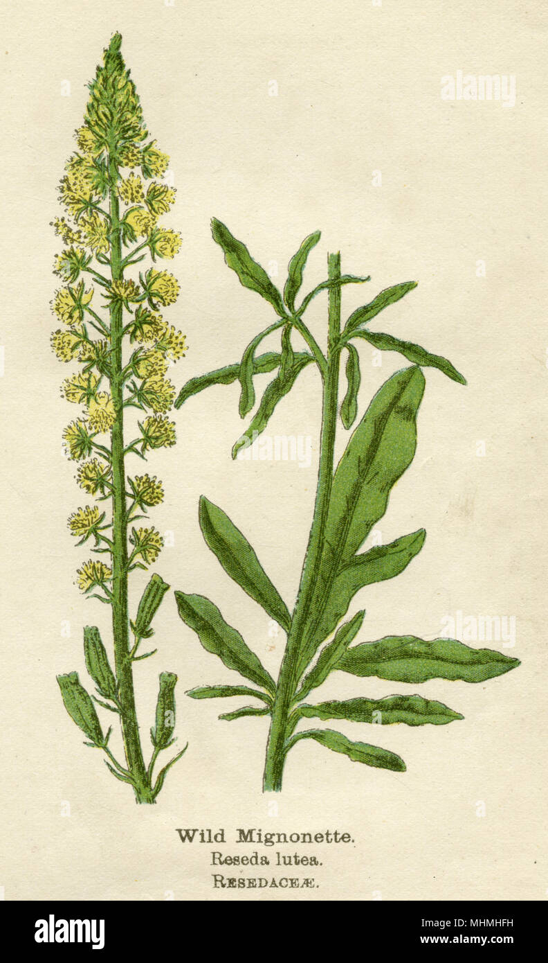 Lutea hi-res stock photography and images - Alamy