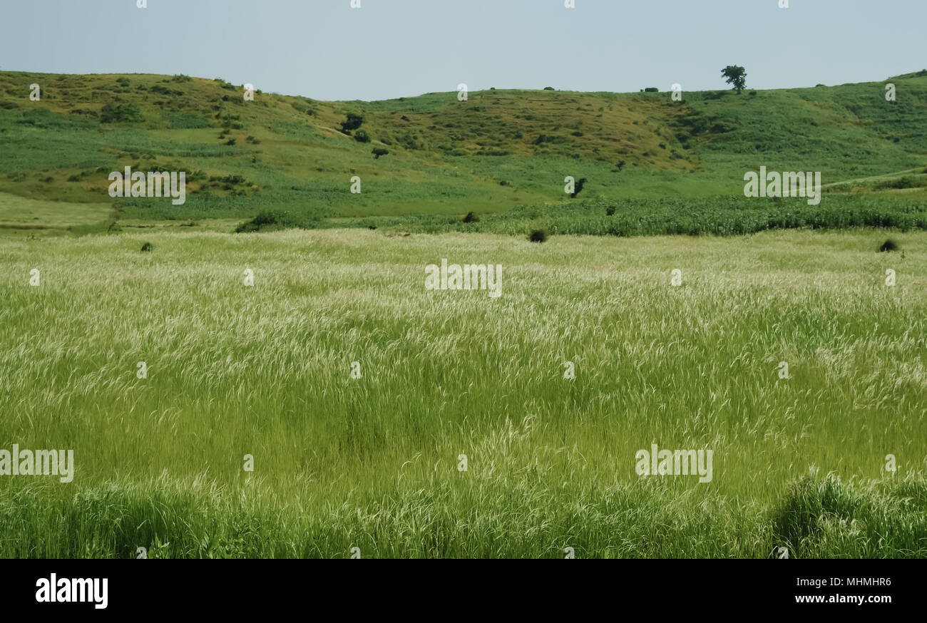 Teff grains hi-res stock photography and images - Alamy