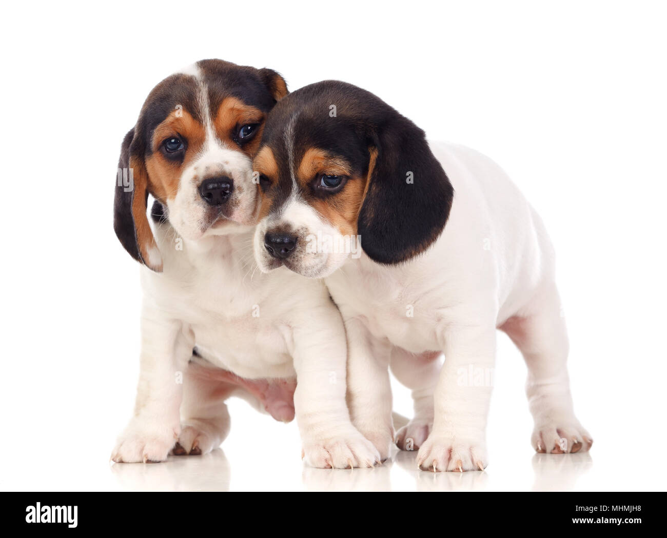 Two beautiful beagle puppies isolated on a white background Stock Photo ...