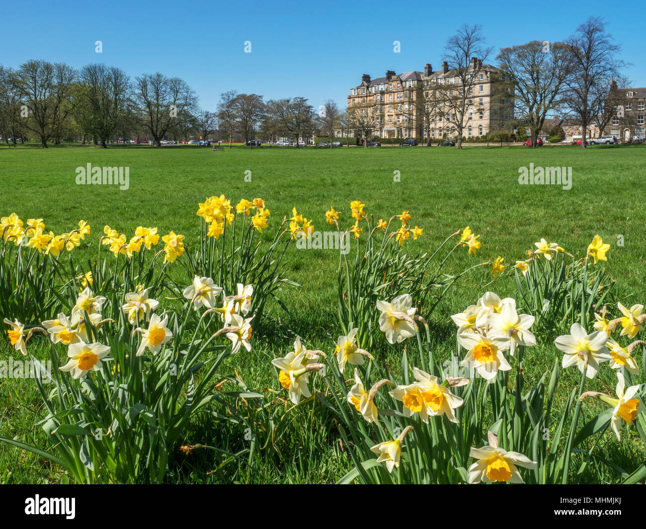 Daffodils on The Stray and Prince of Wales Mansions in Spring Harrogate ...
