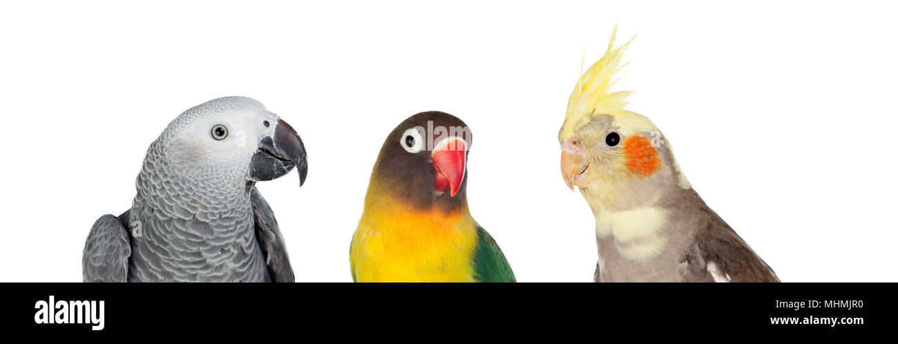 Three differents tropical birds isolated on a white background Stock ...