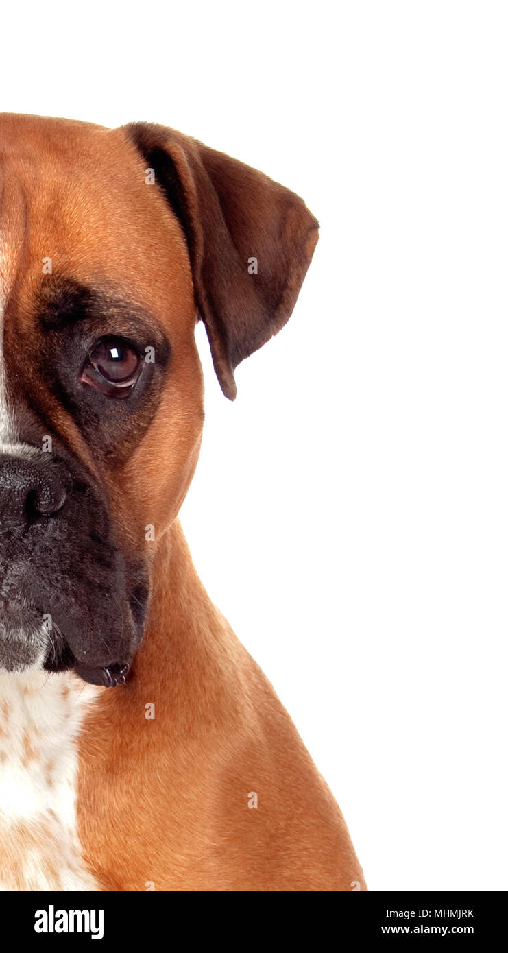 Half-face portrait of a brown adult boxer looking at camera isolated on ...