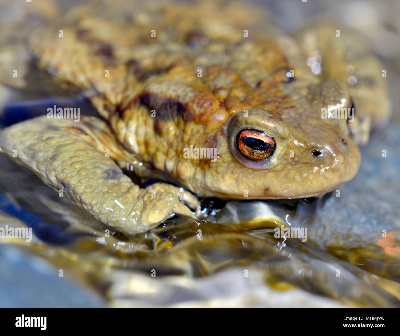 Toad with close eye hi-res stock photography and images - Alamy