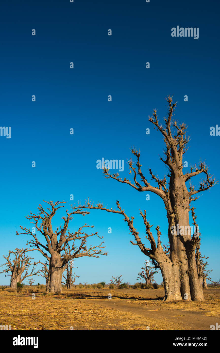 Boab tree vegetation flora african hi-res stock photography and images ...