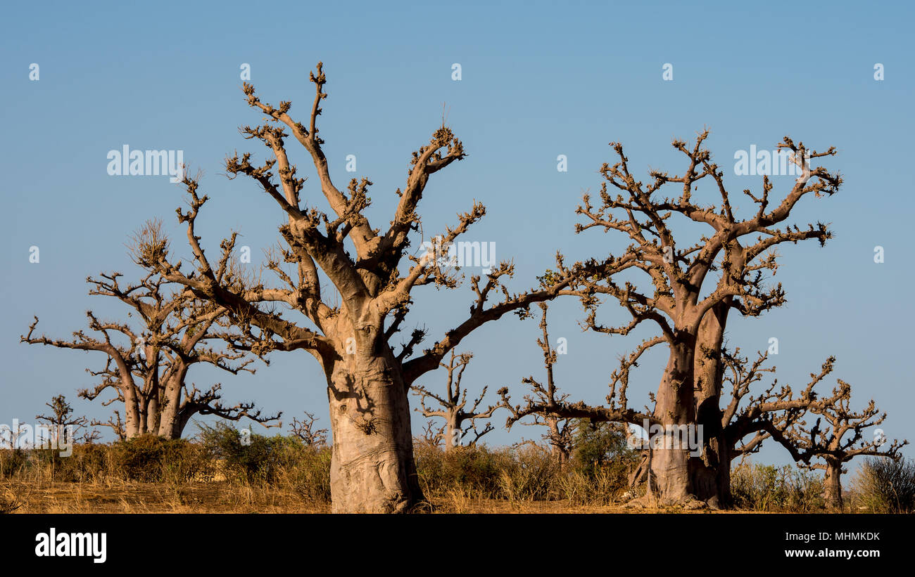 Baobab tree in Africa, Senegal Stock Photo - Alamy