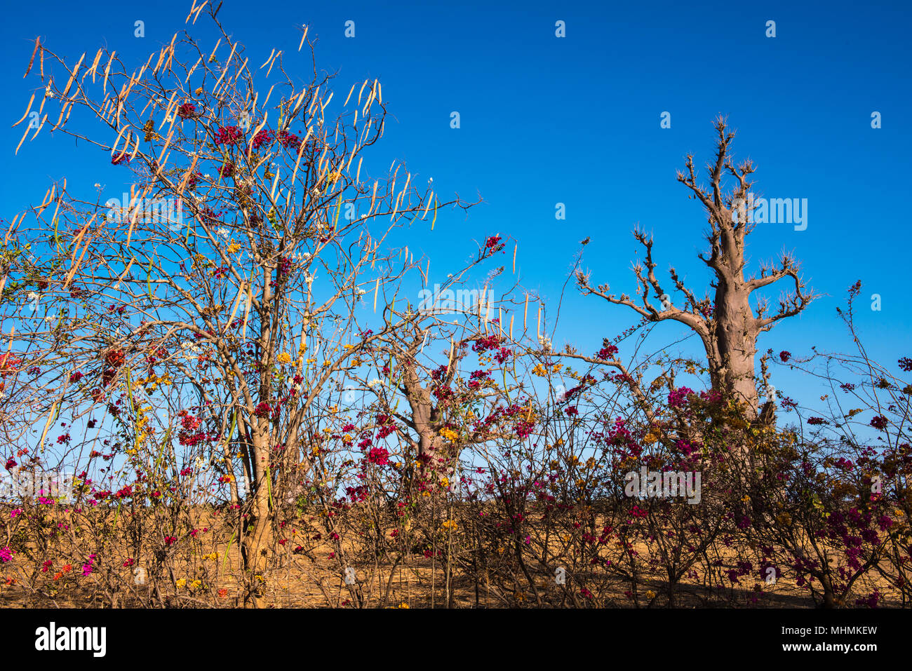 Boab tree vegetation flora african hi-res stock photography and images ...
